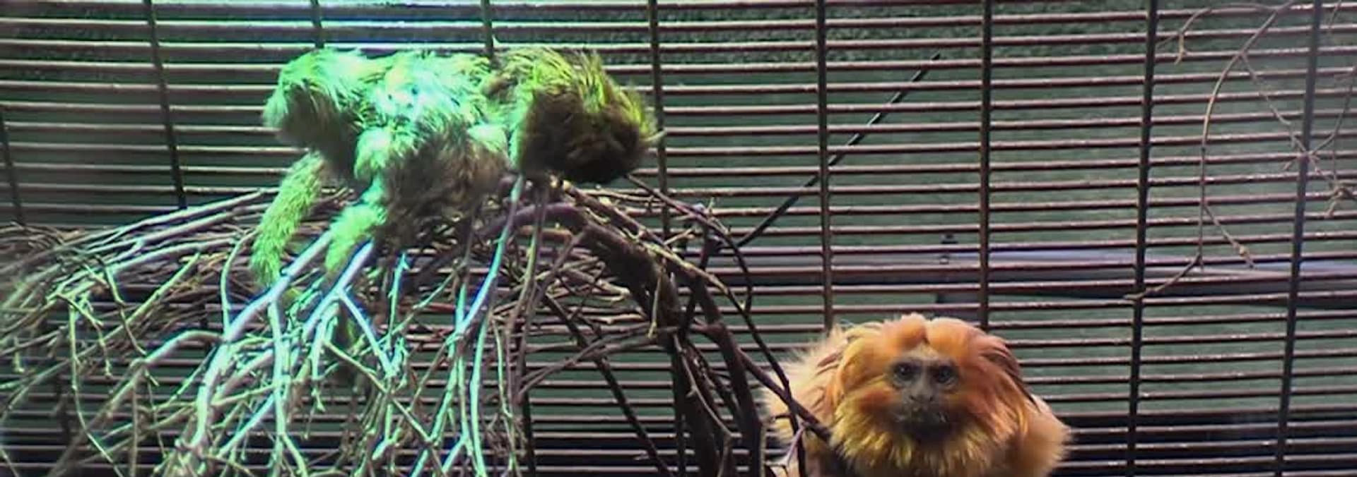 Watch The Zoo S05:E06 - Episode 6 - Free TV Shows | Tubi