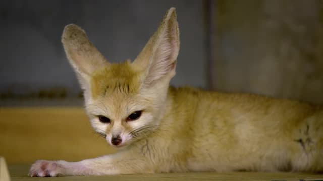 Watch The Big Feed S01:E09 - Picky Eaters - Free TV Shows | Tubi