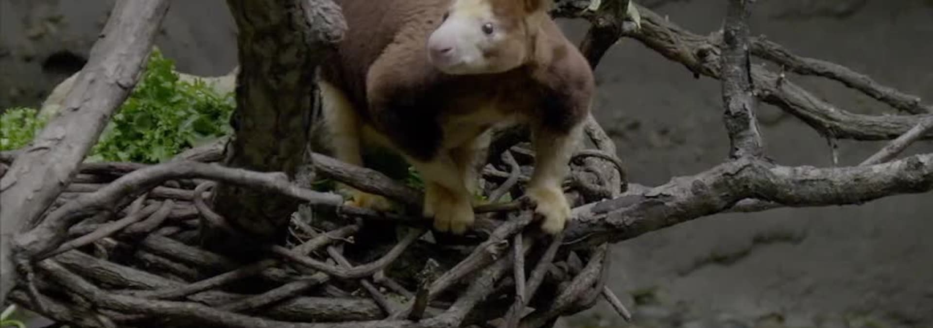 Watch The Zoo S05:E10 - Kangaroos in Trees - Free TV Shows | Tubi