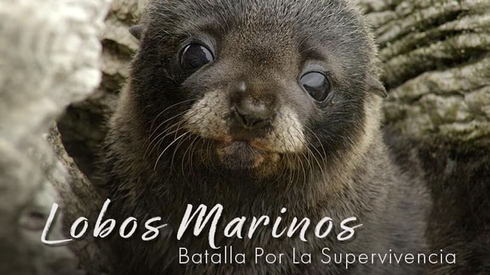 Watch Lobos marinos: batalla por la supervivencia Stream en línea ...
