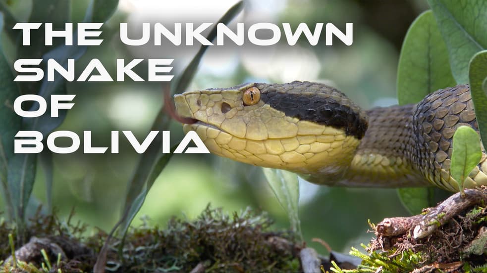 Watch The Unknown Snake of Bolivia - Free TV Shows | Tubi