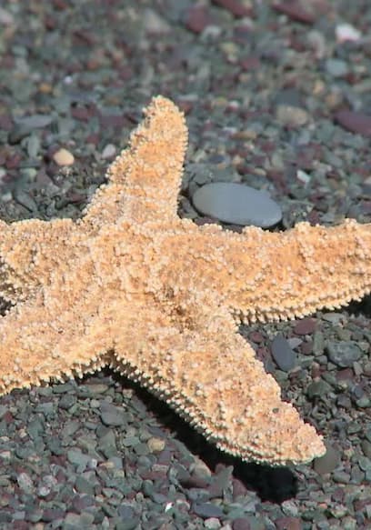 Watch Mickey's Farm S03:E306 - Starfish - Free TV Shows | Tubi