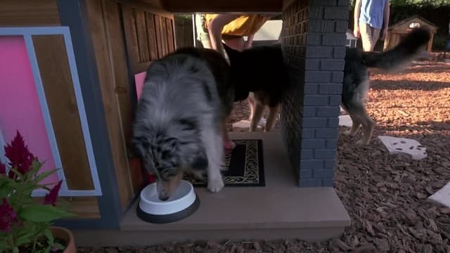 Watch Animal Cribs S02:E03 - Backyard Barnyard - Free TV Shows | Tubi