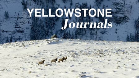 Watch Yellowstone Journals - Free TV Shows | Tubi