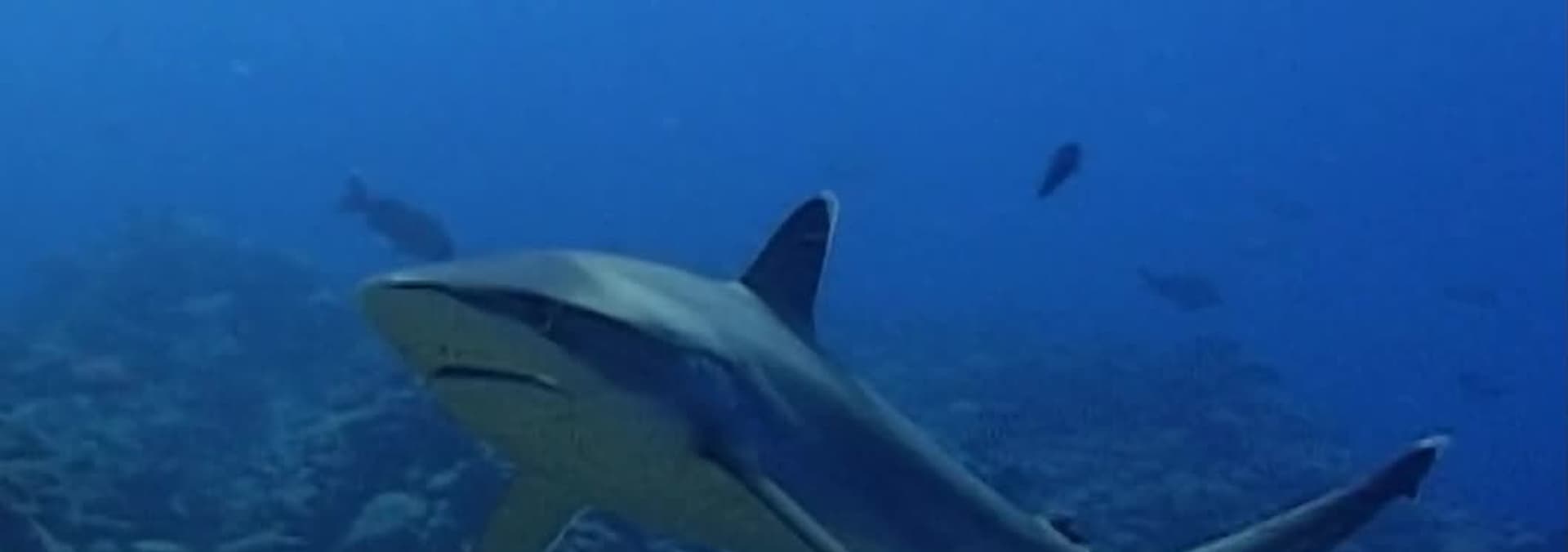 Watch Be a Predator S01:E01 - Oceans - Free TV Shows | Tubi