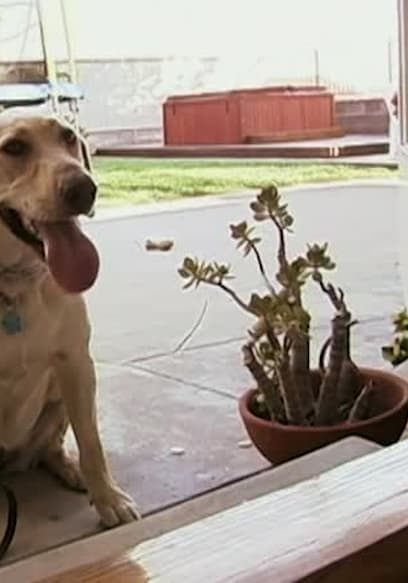 Watch Dog Whisperer with Cesar Millan S01:E25 - Daisy and Sophie - Free ...