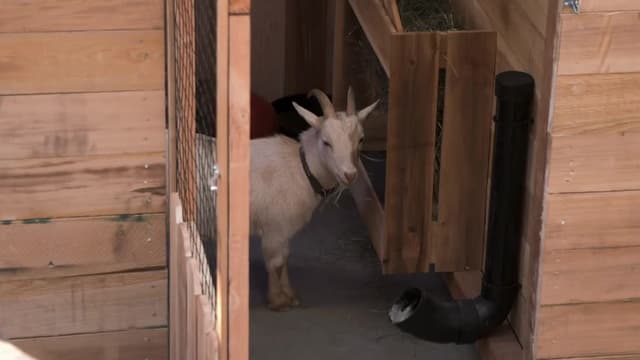 Watch Animal Cribs S02:E05 - Pygmy Goat Playground - Free TV Shows | Tubi