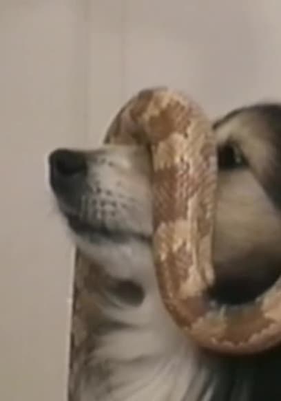 Watch Funniest Pets & People S01:E85 - Wet Pets - Free TV Shows | Tubi