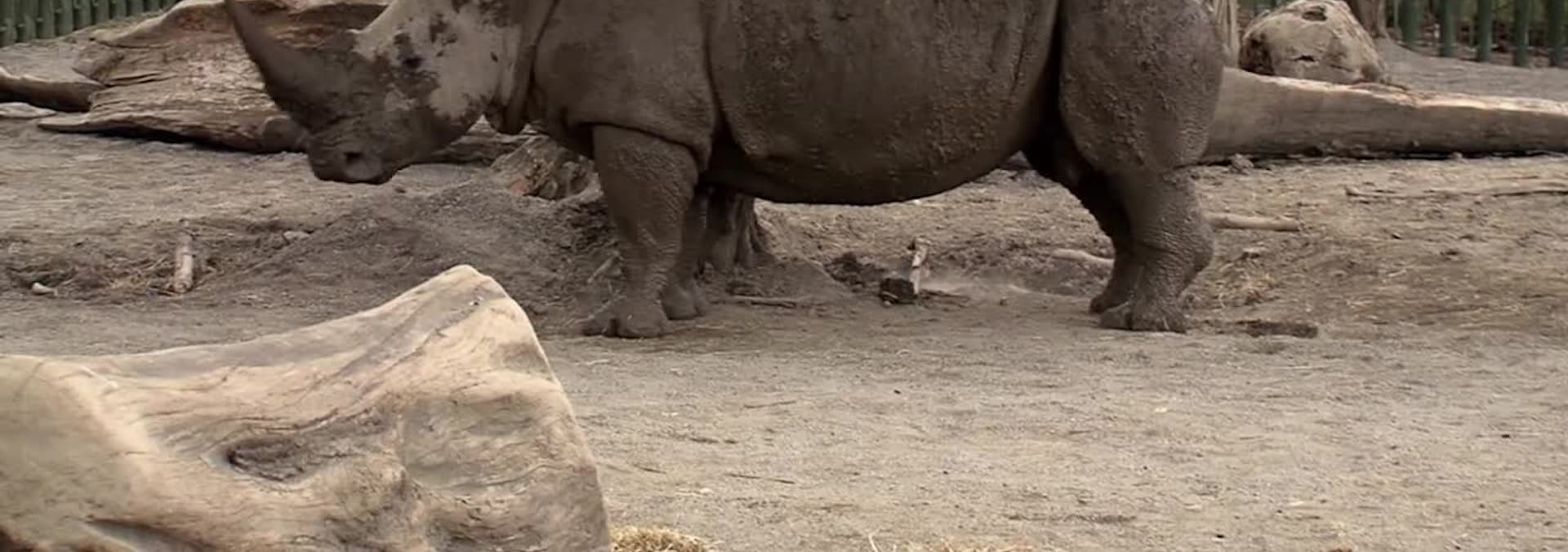 Watch The Zoo S04:E09 - Episode 9 - Free TV Shows | Tubi