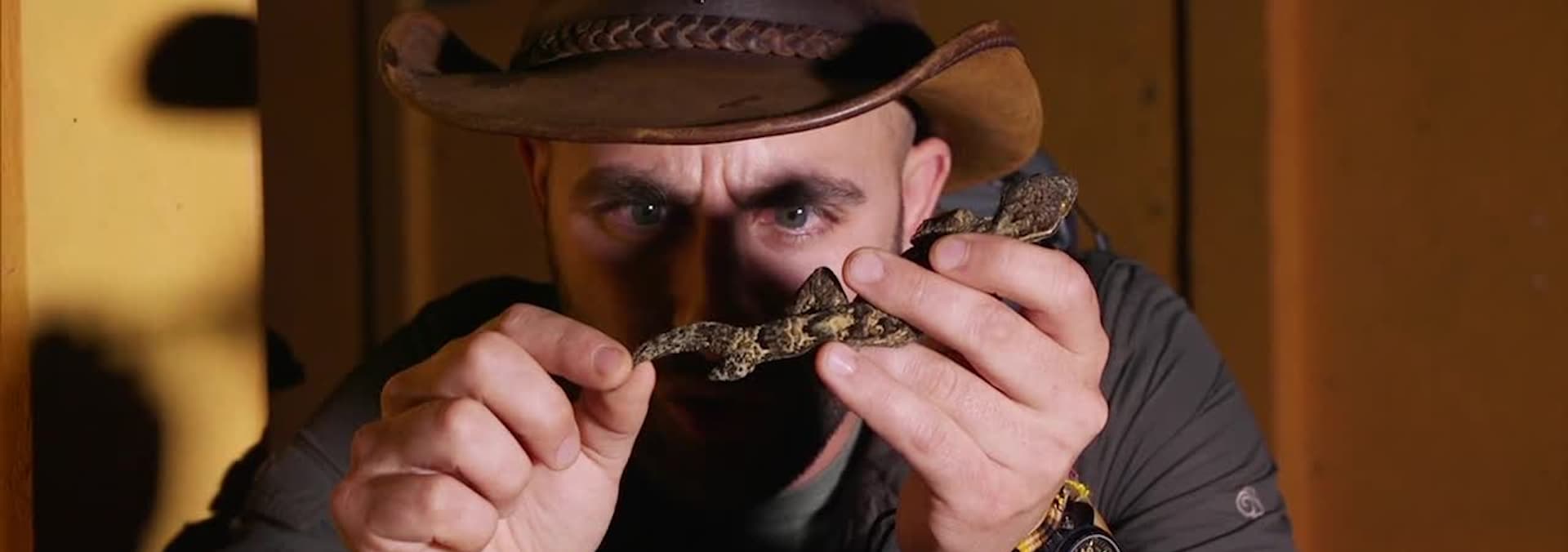 Watch Brave Wilderness S04:E02 - The Two-Tailed Gecko - Free TV Shows ...