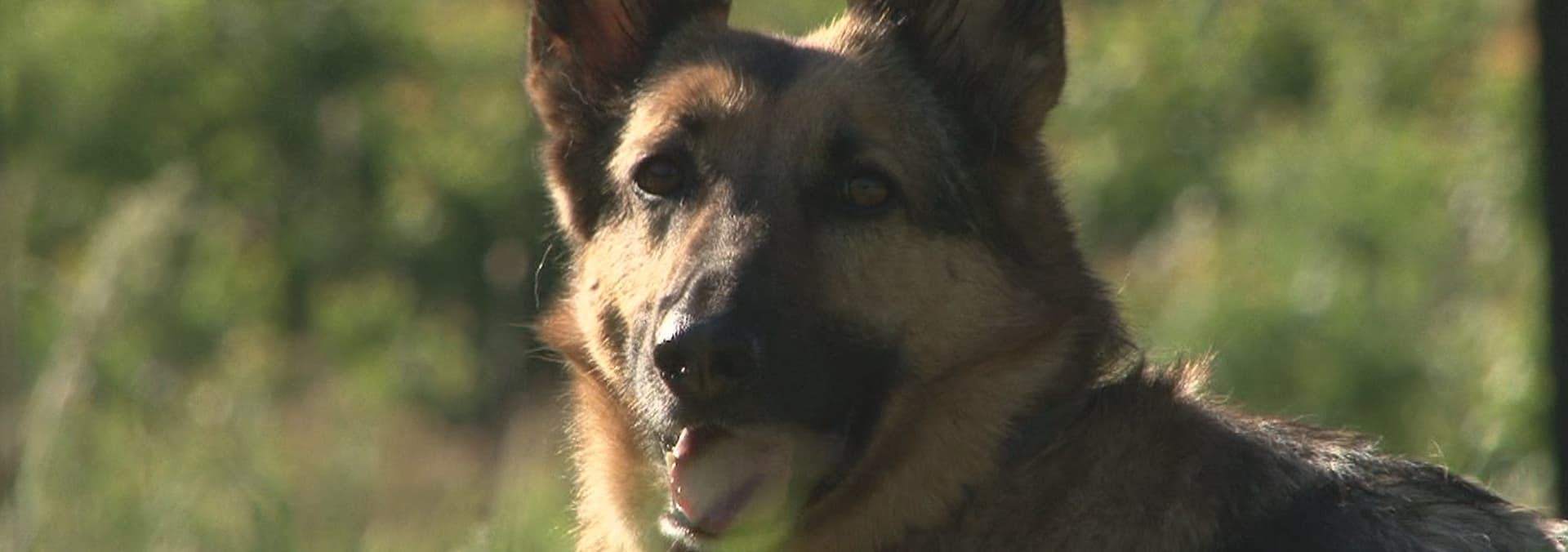 Watch Footprints (2011) - Free Movies | Tubi