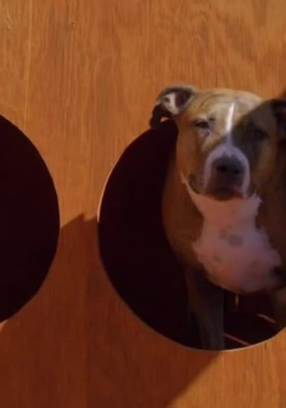 Watch Animal Cribs S01:E08 - Ultimate Builds - Free TV Shows | Tubi