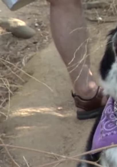 Watch Dog Whisperer with Cesar Millan S03:E05 - Mad Maya - Free TV ...