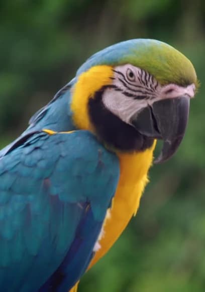 Watch Embarrassing Pets S01:E06 - Episode 6 - Free TV Shows | Tubi