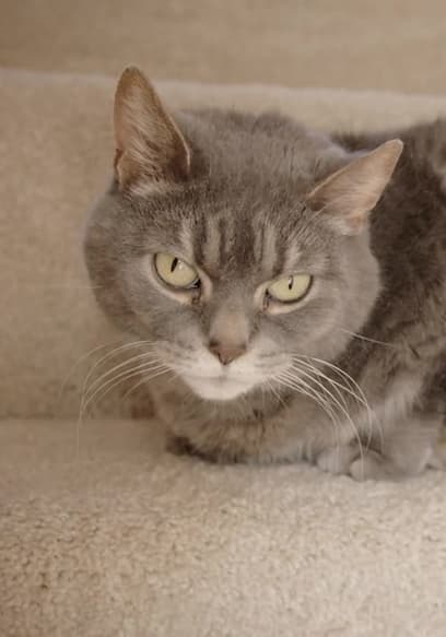 Watch Embarrassing Pets S01:E09 - Episode 9 - Free TV Shows | Tubi