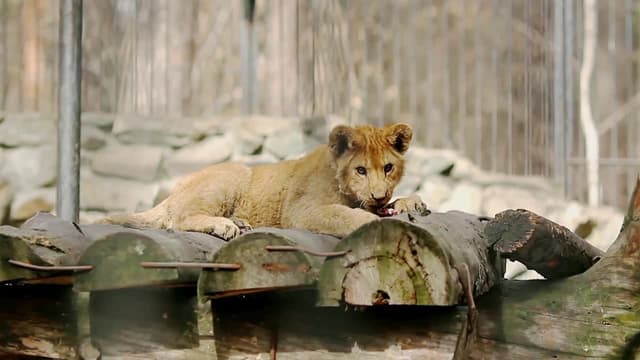 Watch Baby Animals in Our World S01:E01 - Pet Babies - Free TV Shows | Tubi