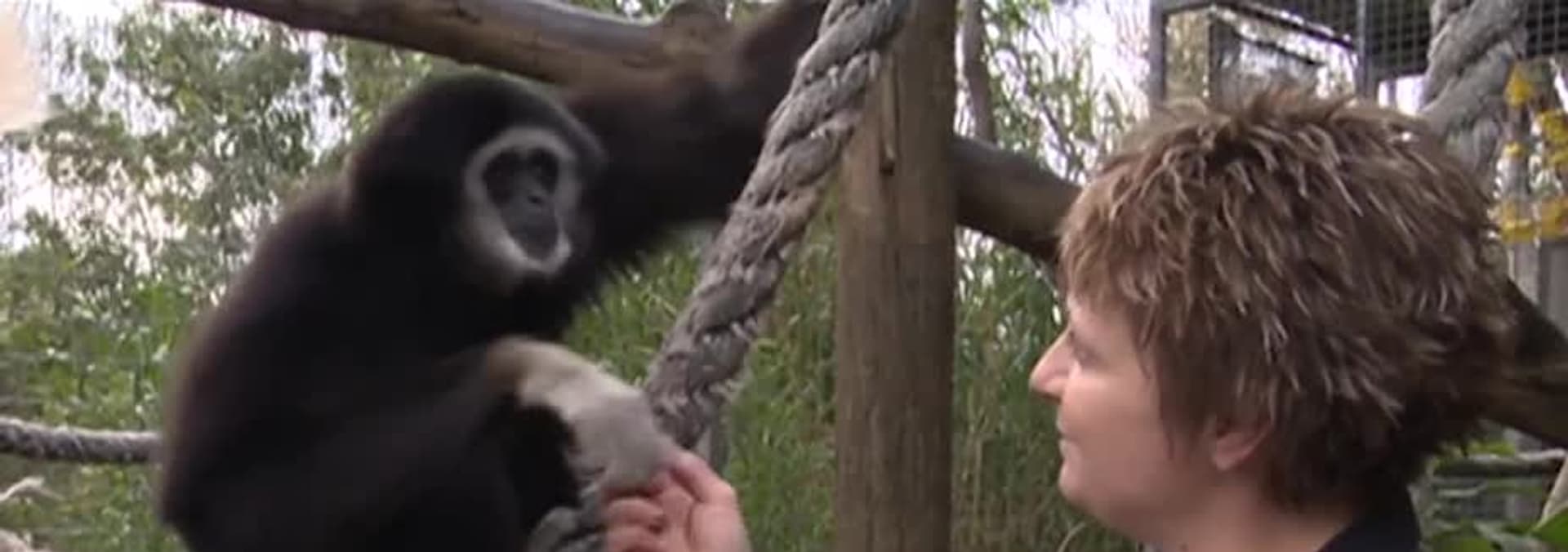 Watch All About Animals S02:E03 - Gibbons, Pigs, and Orangutans ...