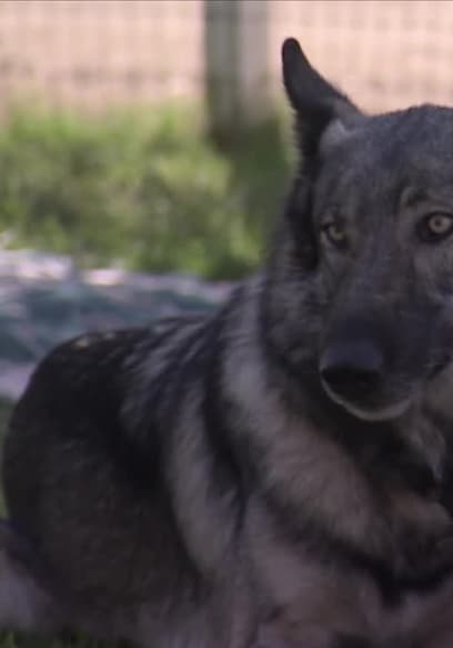 Watch Dog Whisperer with Cesar Millan S07:E04 - Wolf-Dogs - Out of the ...