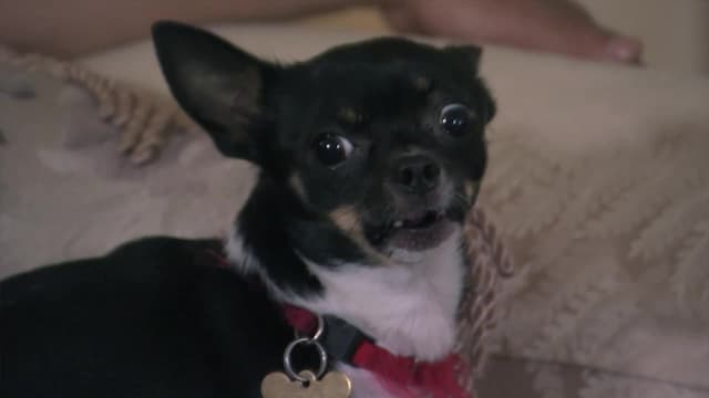 Watch Dog Whisperer with Cesar Millan S06:E09 - Family Feud - Free TV ...