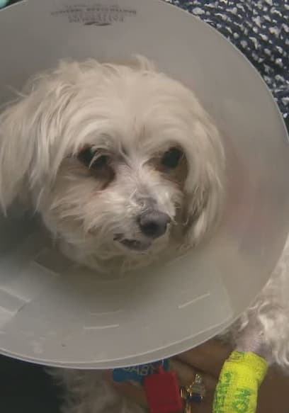 Watch Dr. Jeff: Rocky Mountain Vet S07:E11 - The Littlest Rescuer ...