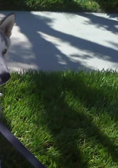 Watch Dog Whisperer with Cesar Millan S06:E11 - A Dog and His Boy ...