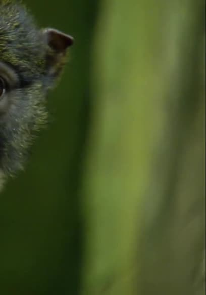 Watch Animal Atlas S04:E08 - Felids & Canids - Free TV Shows | Tubi