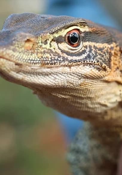 Watch Brave Wilderness S06:E02 - Blue Tongue Skink! - Free TV Shows | Tubi