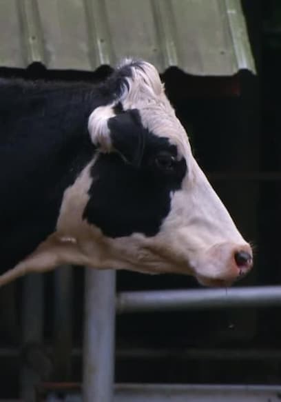 Watch Mysteries at the Museum S07:E10 - The President's Missing Cow ...