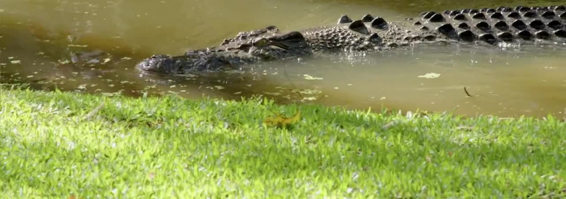 Watch Crikey! It's the Irwins S02:E01 - Bosco the Croc's Big Move ...