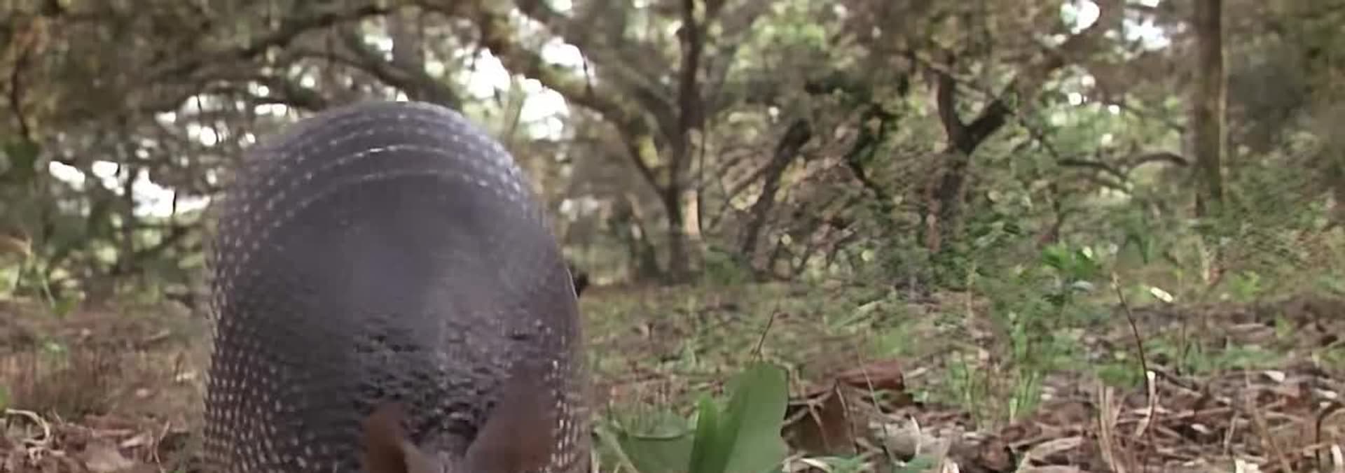 Watch Wild America S11:E1101 - The Amazing Armadillo - Free TV Shows | Tubi