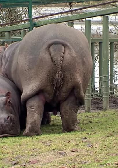 Watch The Zoo S03:E04 - Episode 4 - Free TV Shows | Tubi