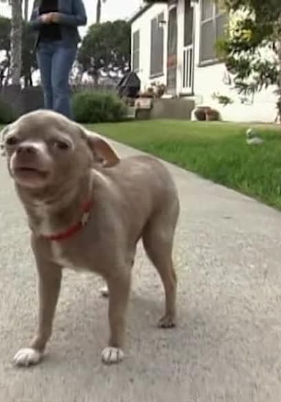 Watch Dog Whisperer with Cesar Millan S01:E01 - Nunu and Kane - Free TV ...