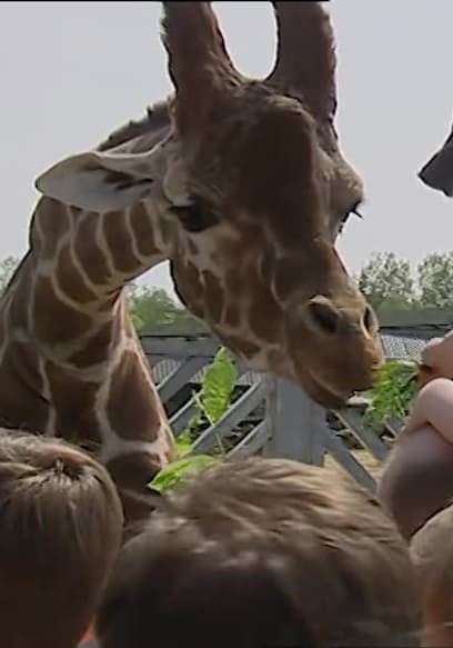 Watch Zoo Days S04:E18 - Episode 18 - Free TV Shows | Tubi