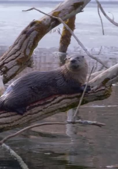 Watch Battle of the Alphas S02:E12 - Chatty & Communicative - Free TV ...