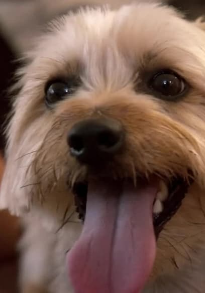 Watch It's Me or the Dog S03:E03 - The Terrier Takes Manhattan - Free ...