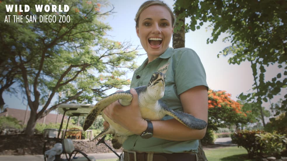 Watch Wild World at the San Diego Zoo Streaming Online | Tubi Free TV