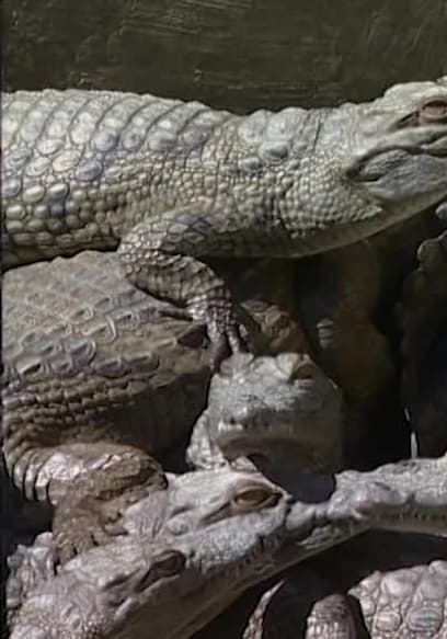 Watch Vets on the Wild Side S01:E12 - Episode 12 - Free TV Shows | Tubi