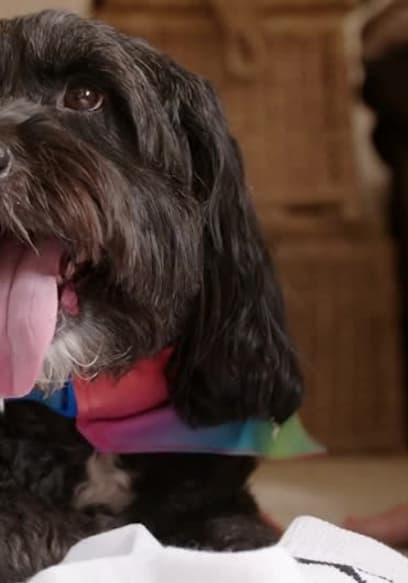 Watch Embarrassing Pets S01:E07 - Episode 7 - Free TV Shows | Tubi