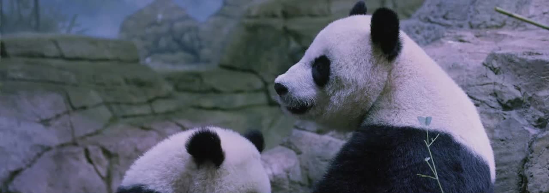 Watch The Big Feed S01:E02 - Cycle of Life - Free TV Shows | Tubi