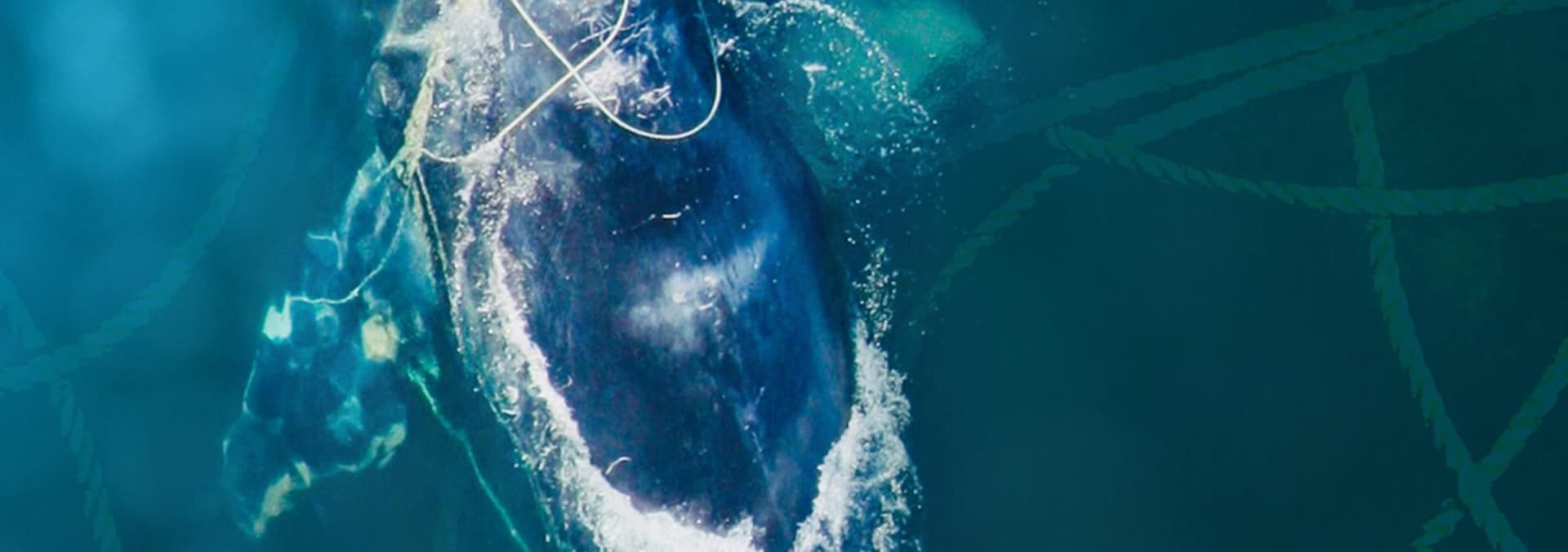 Watch Entangled (2020) - Free Movies | Tubi