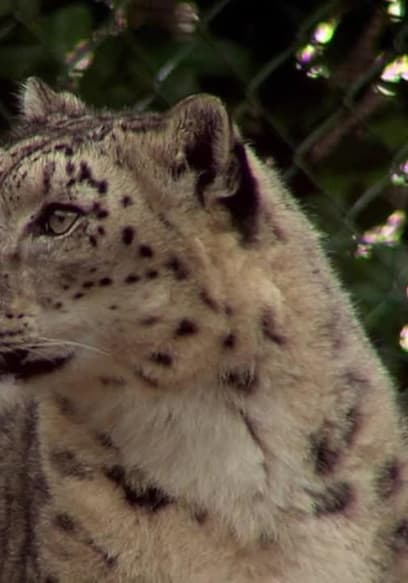 Watch The Zoo S02:E02 - Episode 2 - Free TV Shows | Tubi