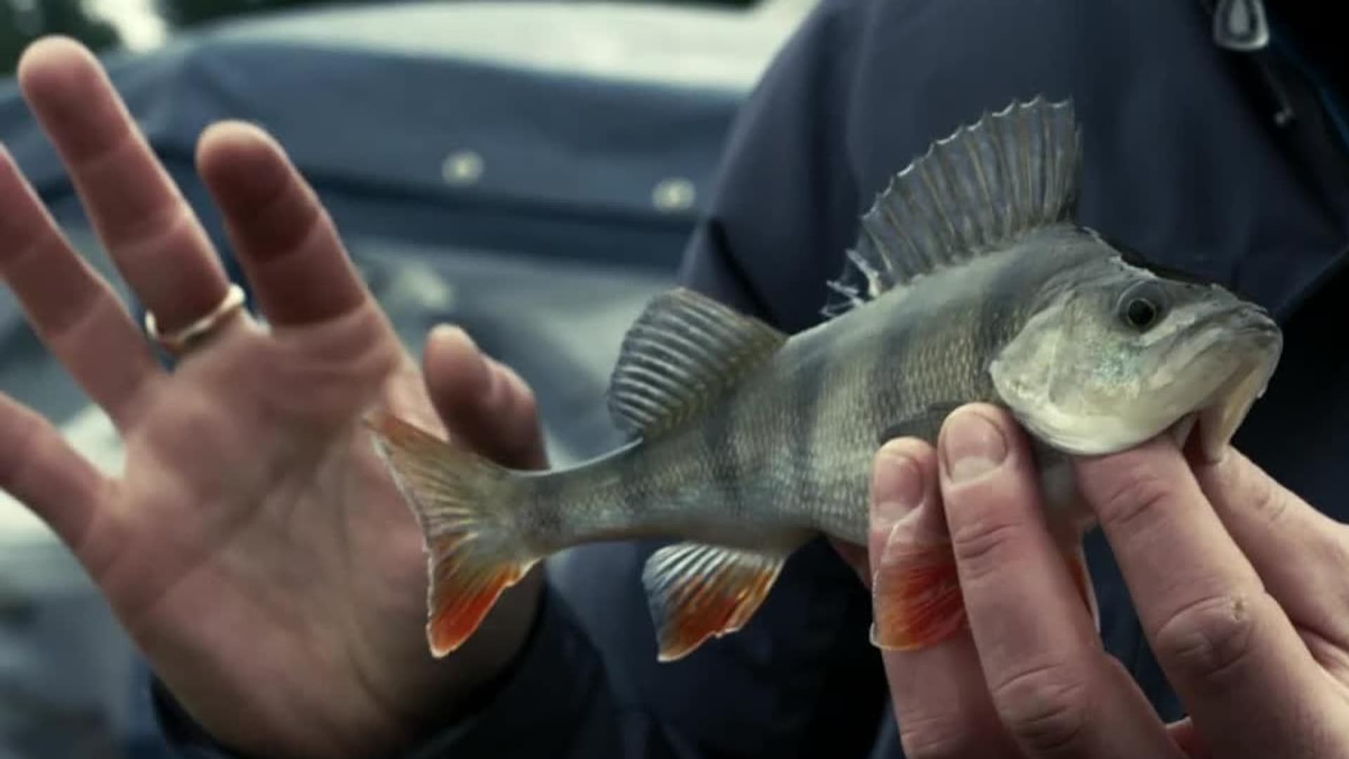 Watch Hunting Fish - Free TV Shows | Tubi