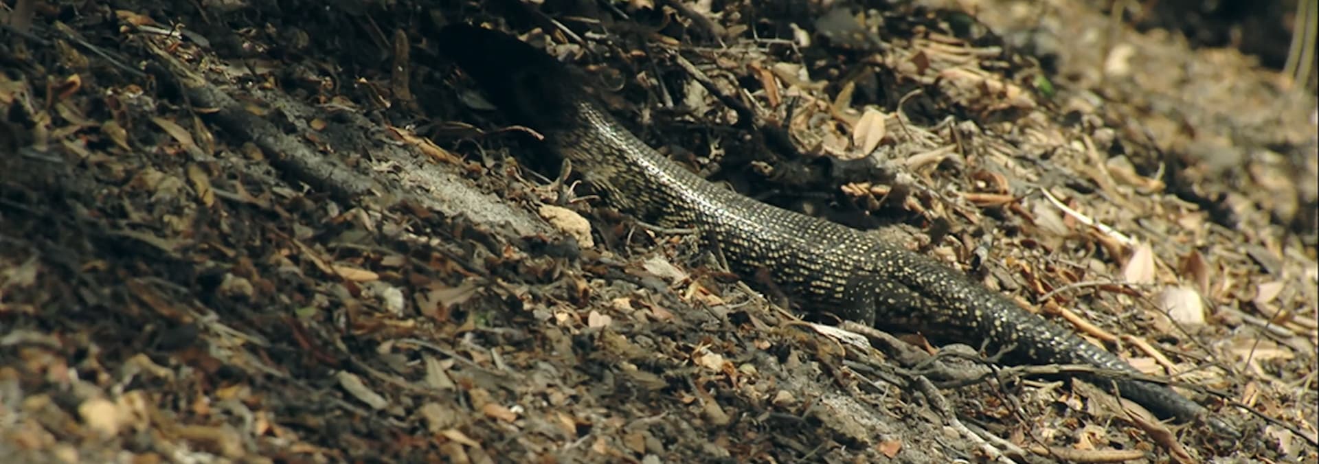 Watch Recipes That Rock S02:E07 - Episode 7 - Free TV Shows | Tubi