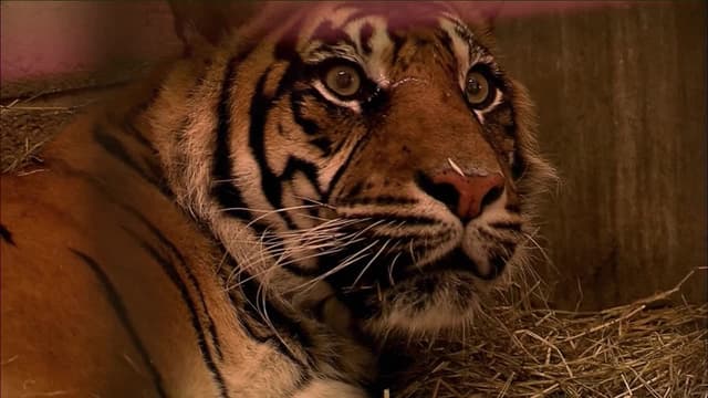 Watch The Zoo S02:E08 - Episode 8 - Free TV Shows | Tubi