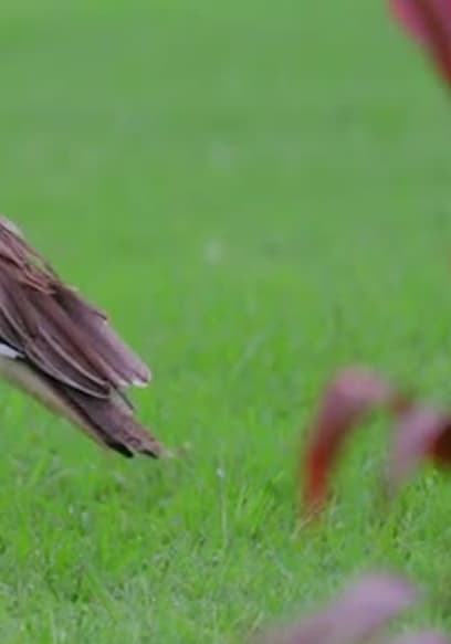 Watch Wildlife ER S01:E03 - Spiky and Stinky - Free TV Shows | Tubi