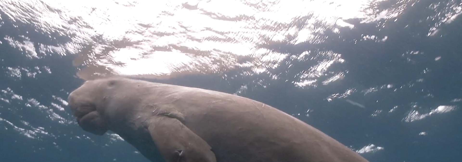 Watch Blue World S06:E12 - Global Search for the Rare Dugongs + Cave ...