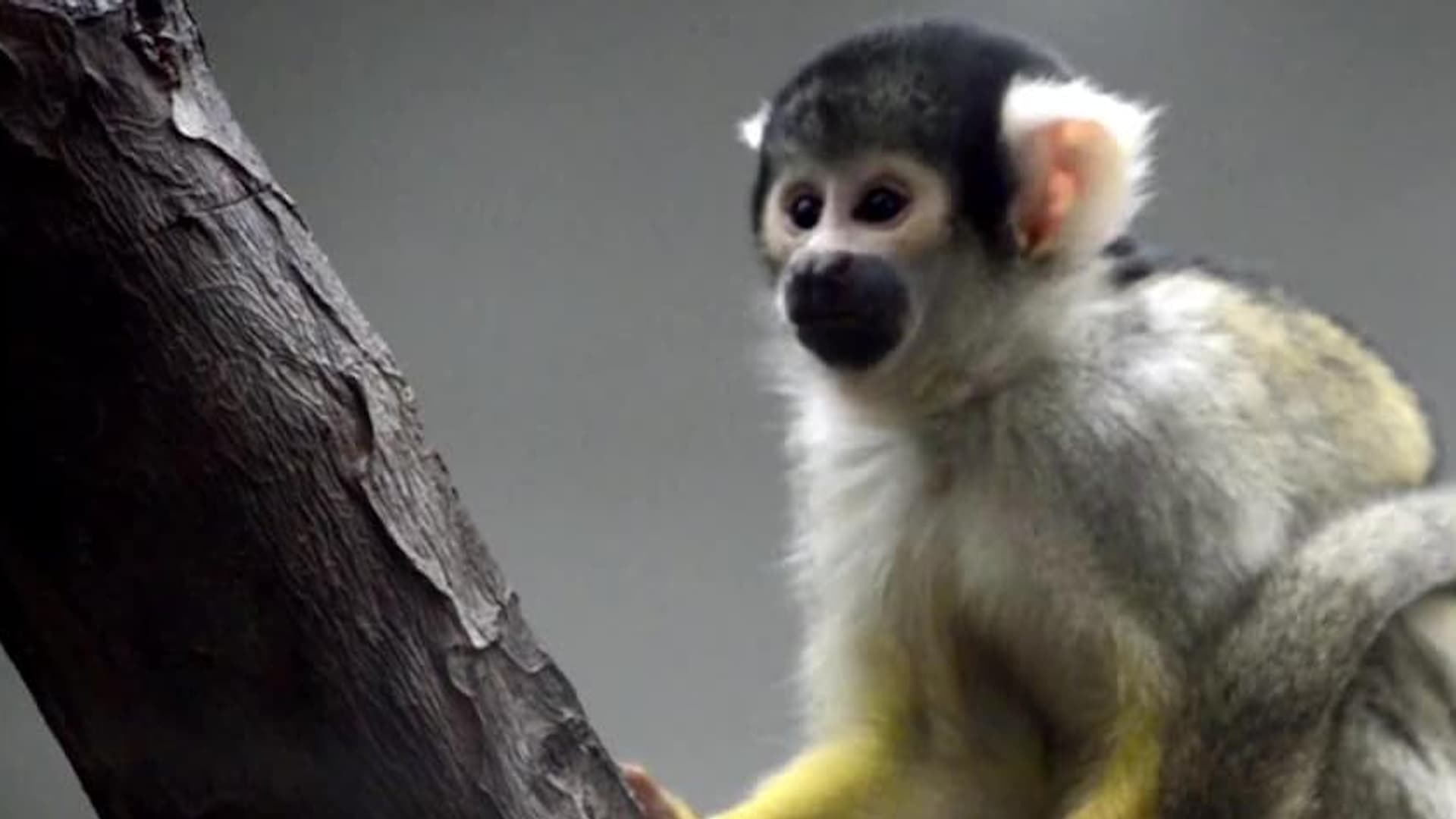 Watch Baby Animals in Our World - Free TV Shows | Tubi