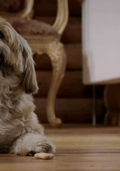 Watch Embarrassing Pets S01:E01 - Episode 1 - Free TV Shows | Tubi