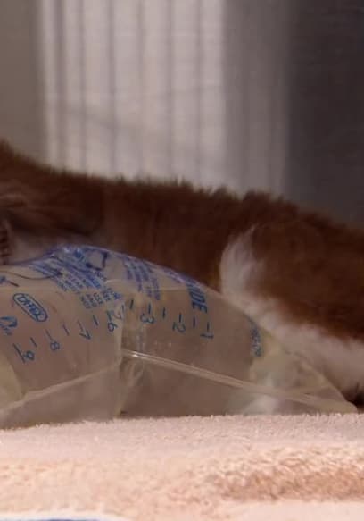 Watch Dr. Jeff: Rocky Mountain Vet S04:E08 - The Littlest Patients ...