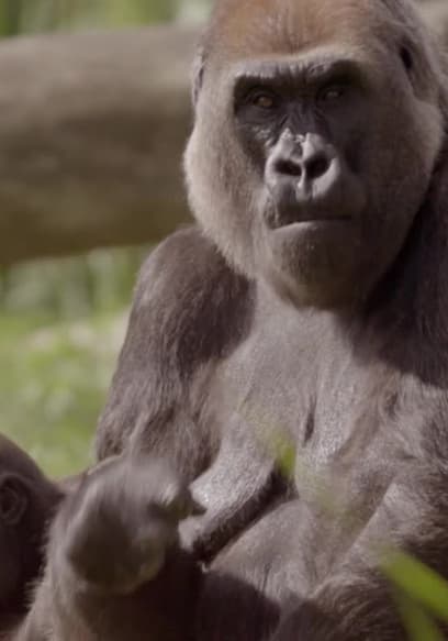 Watch The Zoo S09:E08 - Episode 8 - Free TV Shows | Tubi